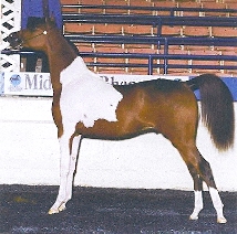 Pinto Saddlebred Stallion